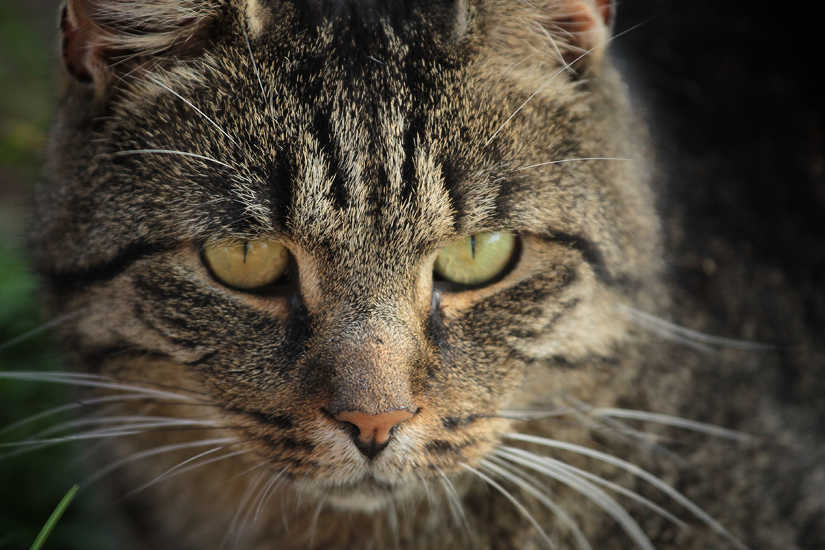 OLE JACOBSEN | PHOTOGRAPHY